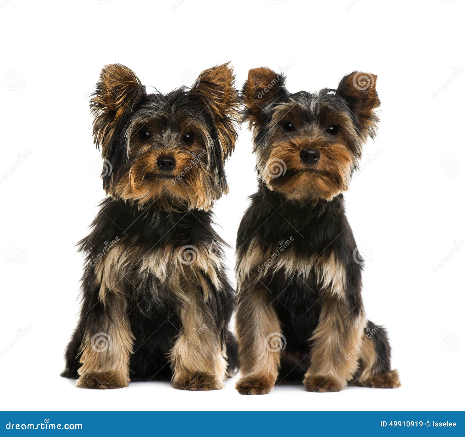 Two Yorkshire terriers stock image. Image of carnivore - 49910919