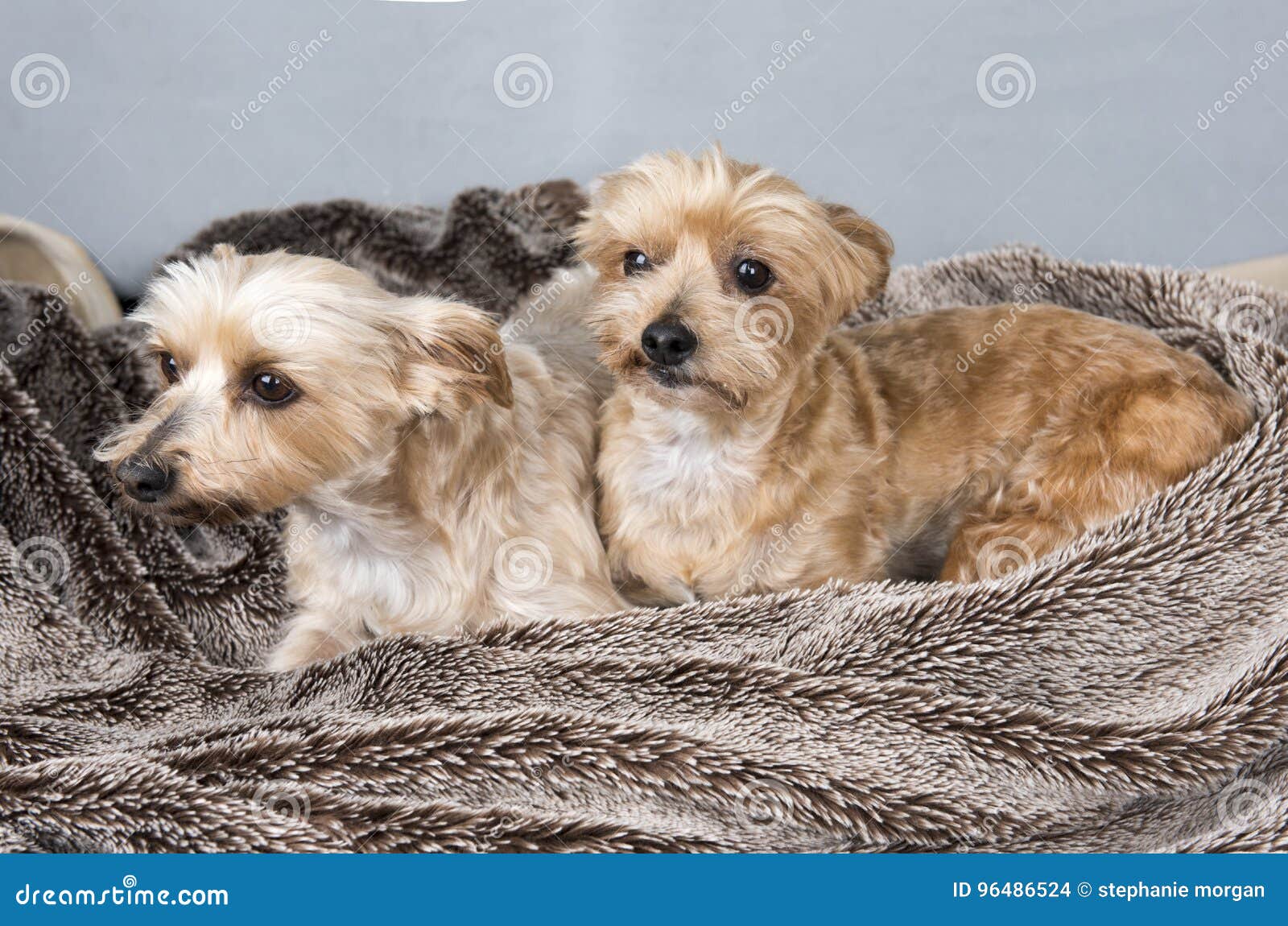 Two Yorkshire Terriers Laying Down Stock Photo - Image of little ...
