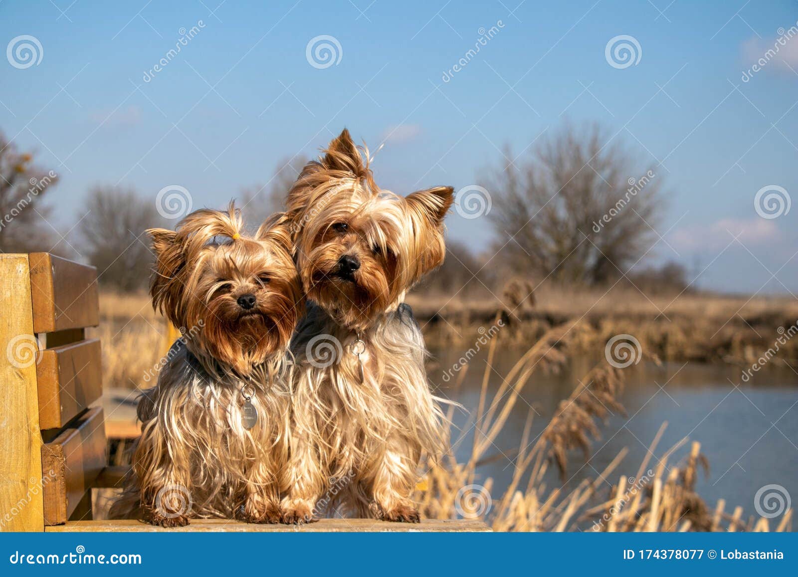 Two Yorkshire Terriers are Sitting in Nature Stock Image - Image of ...