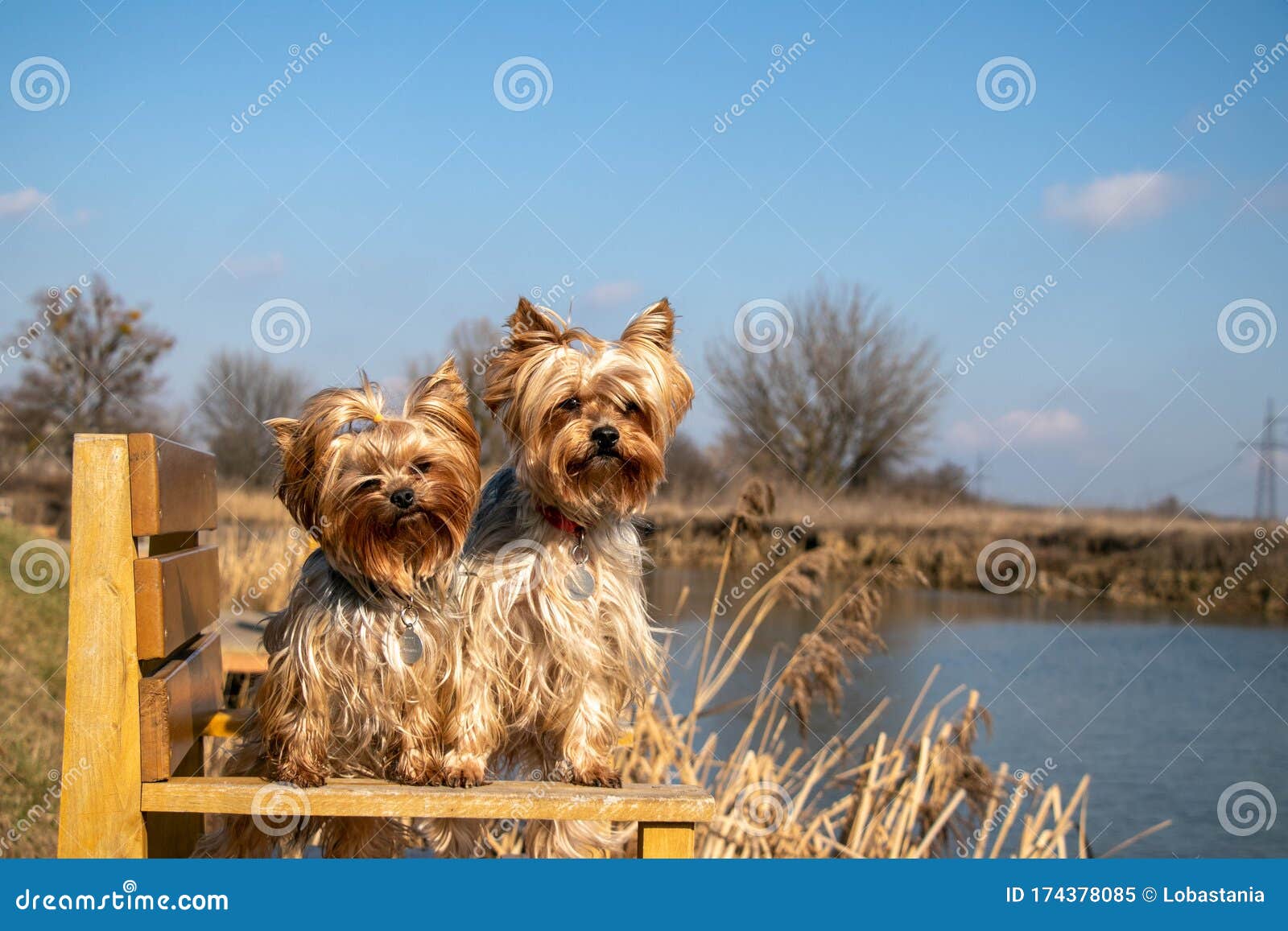 Two Yorkshire Terriers are Sitting in Nature Stock Image - Image of ...