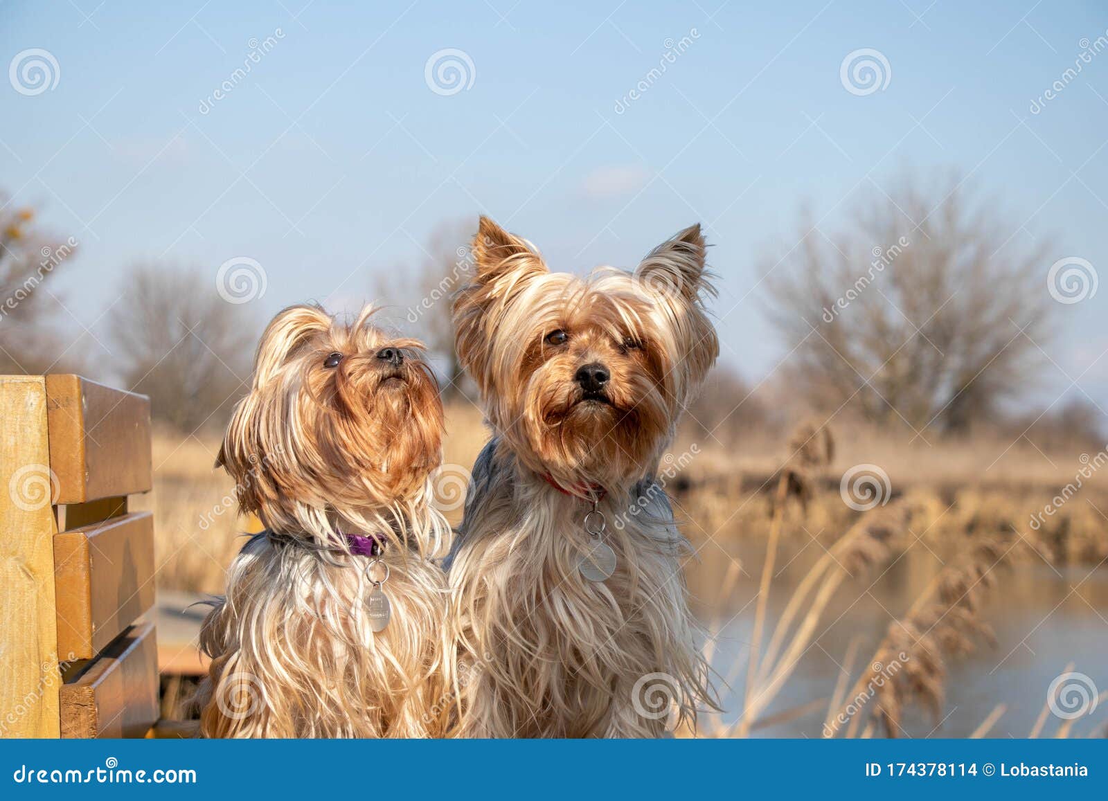 Two Yorkshire Terriers are Sitting in Nature Stock Photo - Image of ...