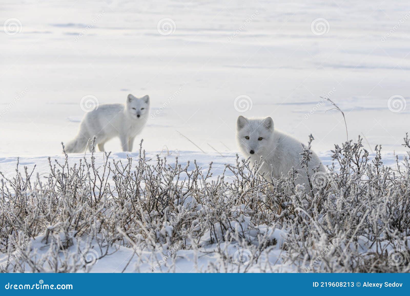Two Young Arctic Foxes Vulpes Lagopus in Wilde Tundra. Arctic Fox ...