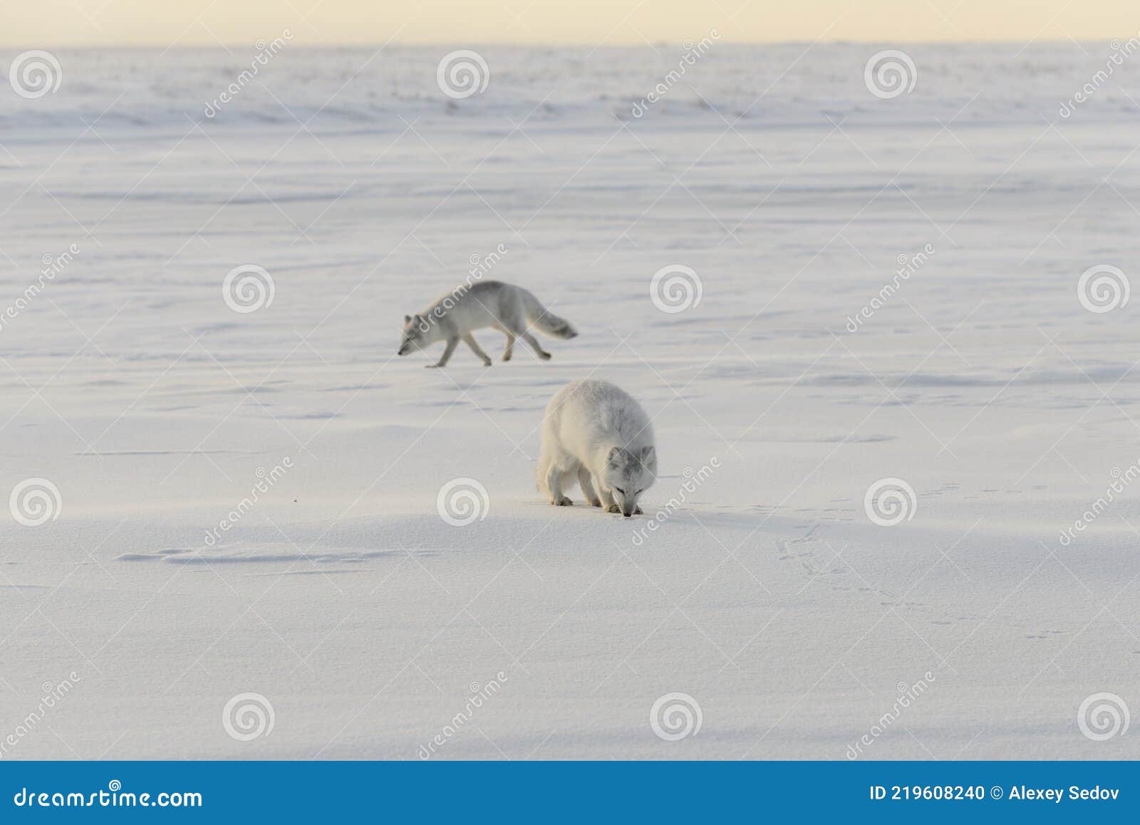 Two Young Arctic Foxes Vulpes Lagopus in Wilde Tundra. Arctic Fox ...