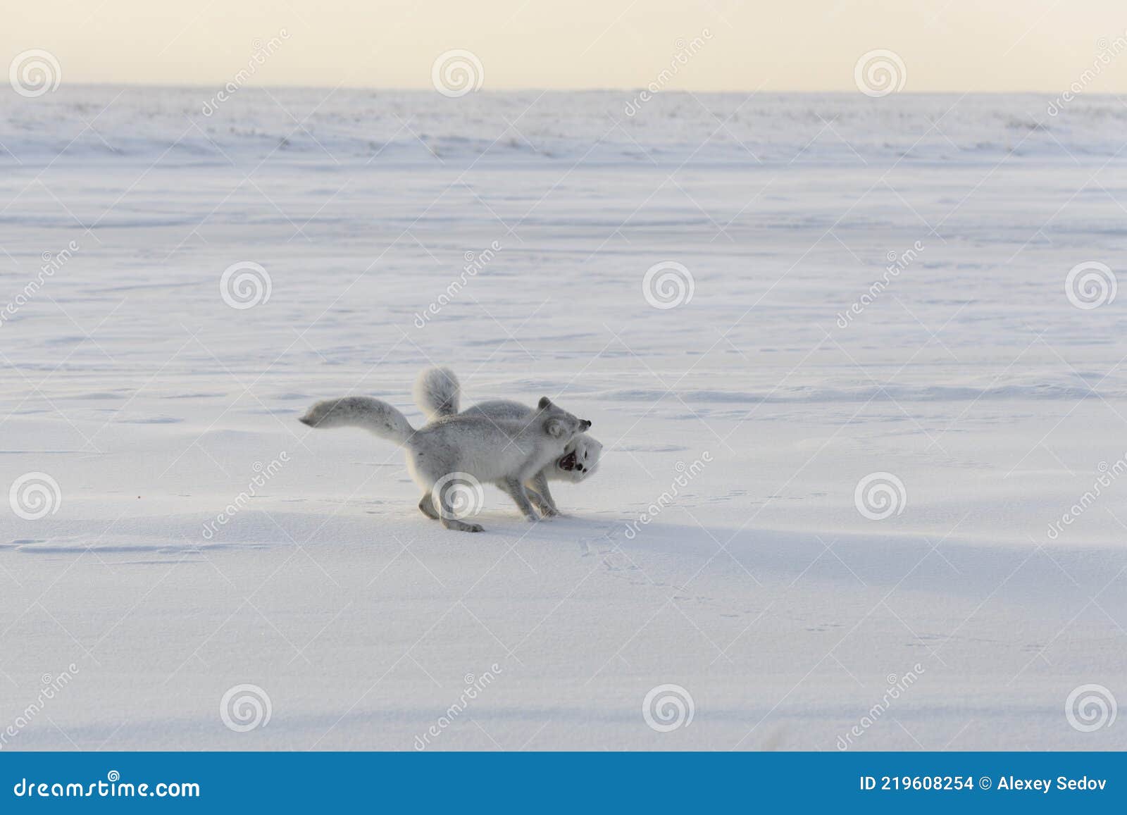 Two Young Arctic Foxes Vulpes Lagopus in Wilde Tundra. Arctic Fox ...