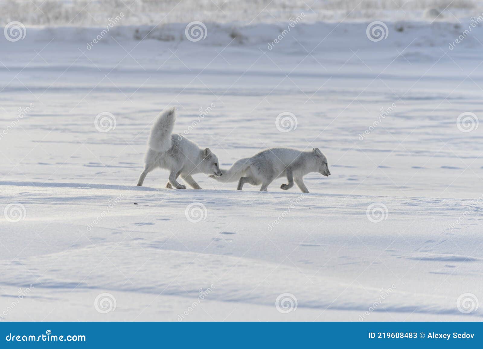 Two Young Arctic Foxes Vulpes Lagopus in Wilde Tundra. Arctic Fox ...