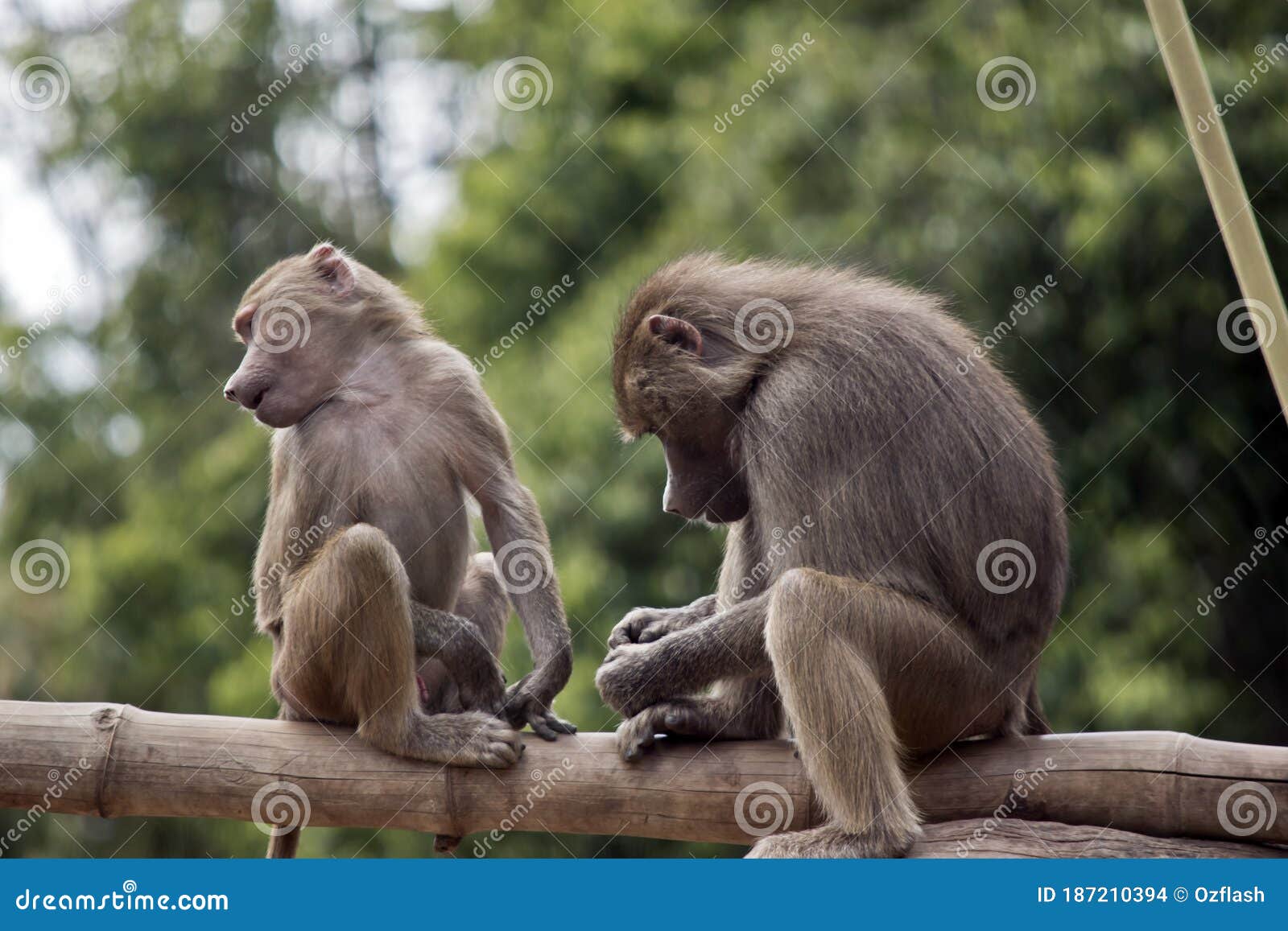 Two young baboon on a log stock photo. Image of portraits - 187210394