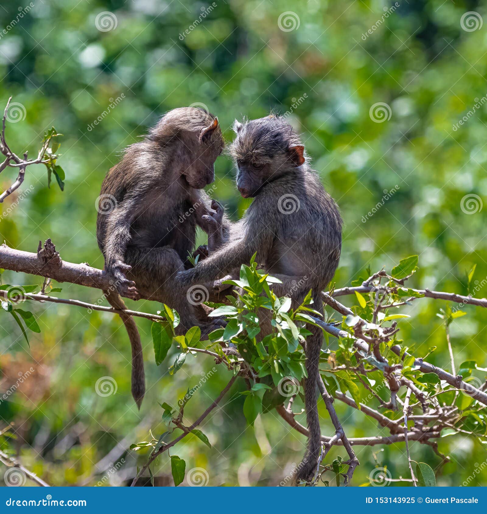 Two young baboon playing stock image. Image of fauna - 153143925