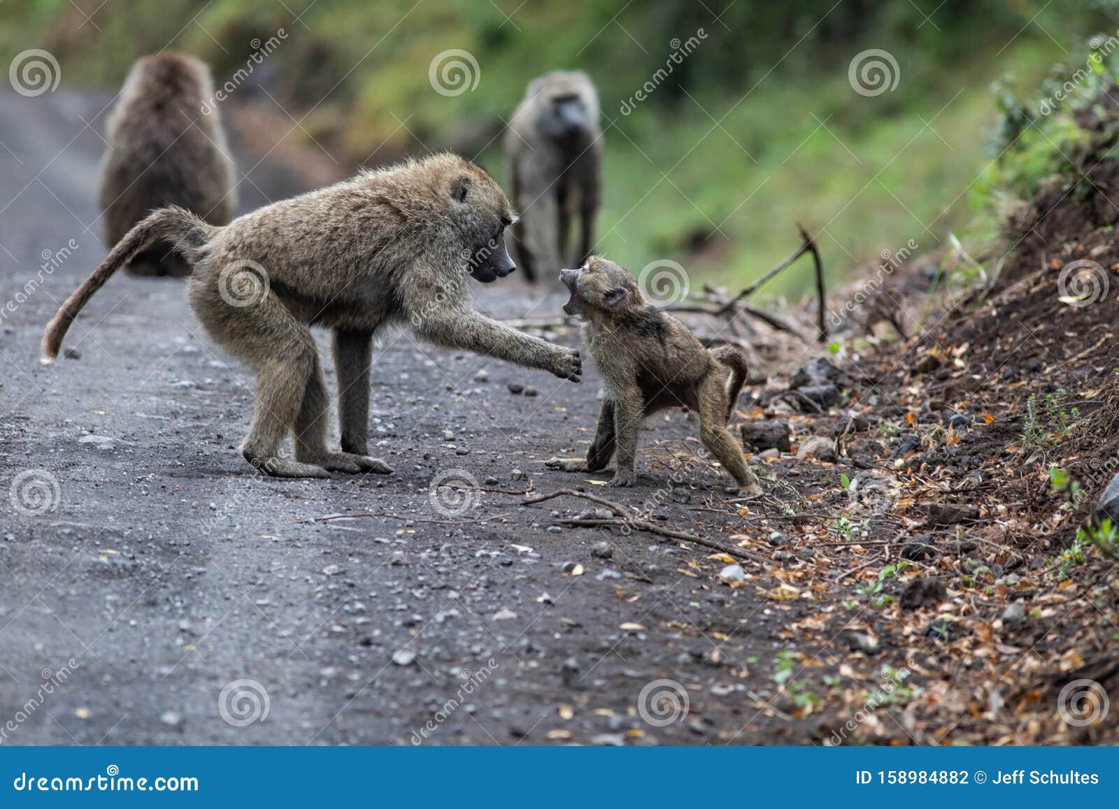 Young Baboons stock photo. Image of savannah, reserve - 158984882