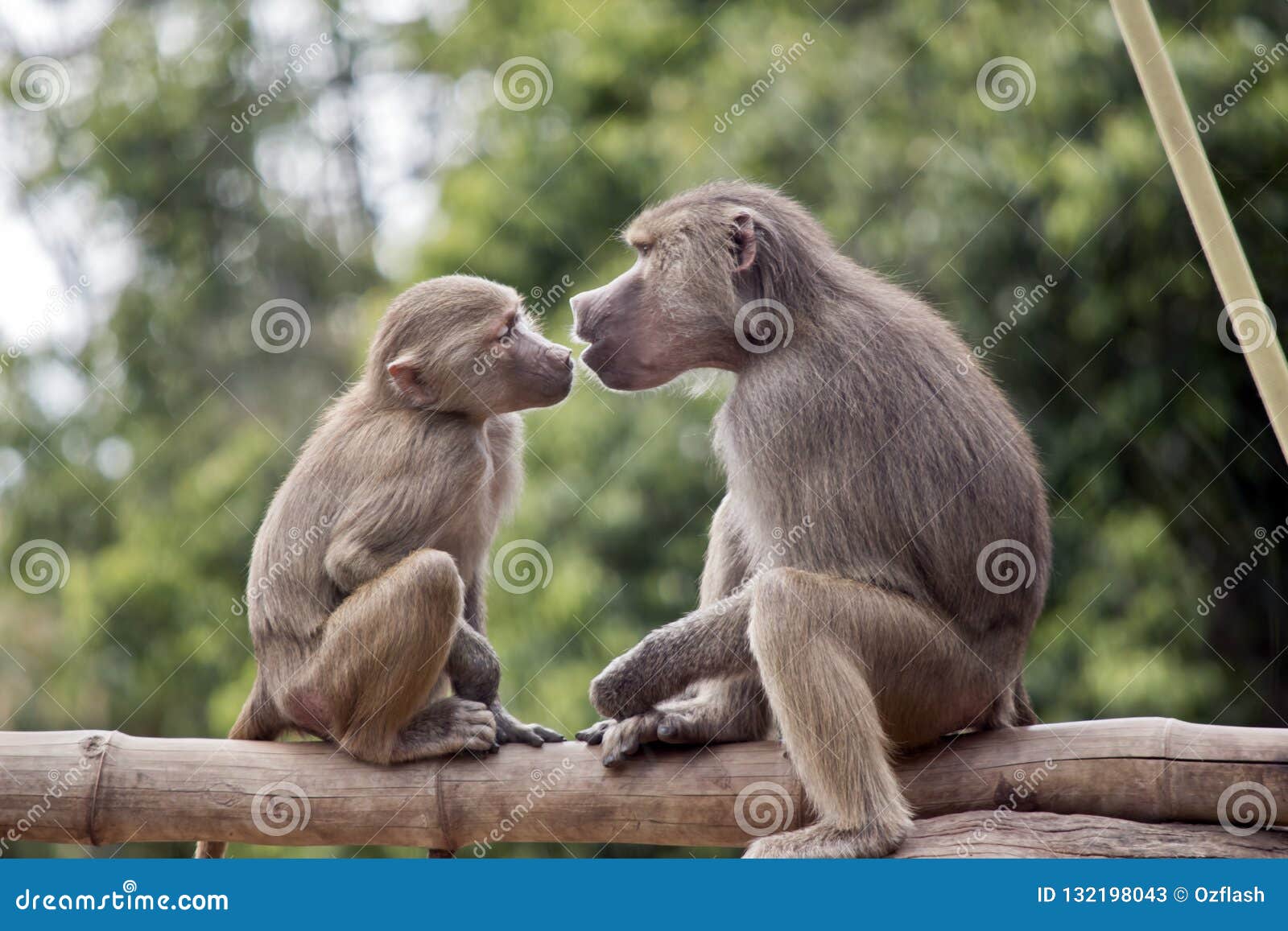 Two young baboons stock image. Image of hairy, monkey - 132198043