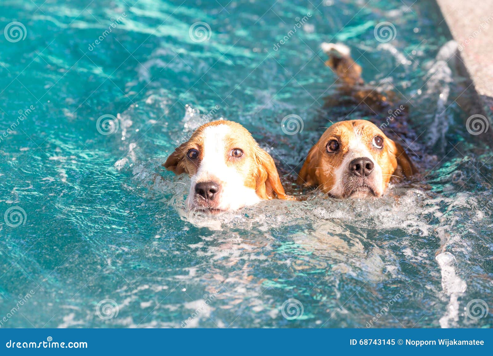 Two Young Beagle Dog Playing on the Swimming Pool - Look Up Stock Image ...