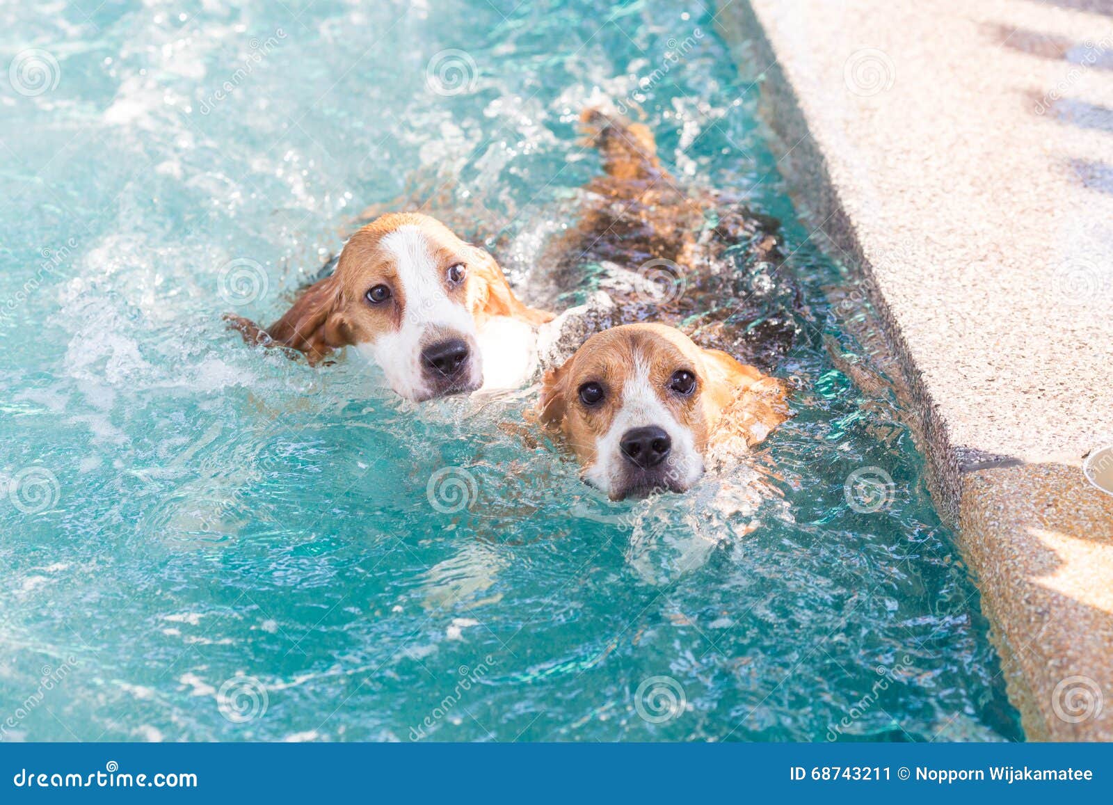 Two Young Beagle Dog Playing on the Swimming Pool - Look Up Stock Image ...