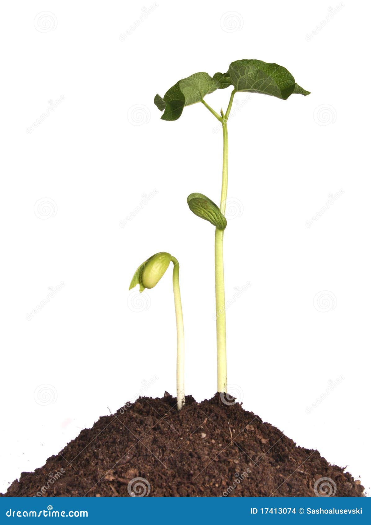 Two young bean stems stock photo. Image of environmental - 17413074