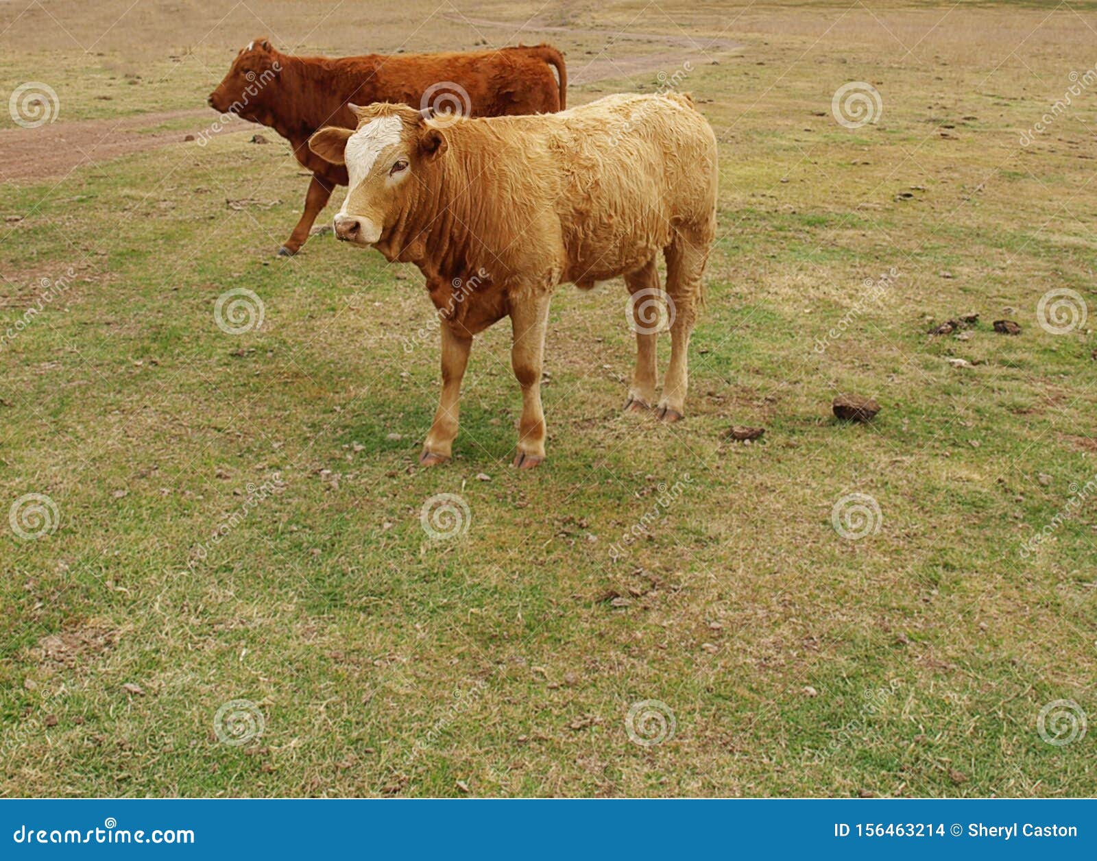 Two young beef cattle stock photo. Image of brown, field - 156463214