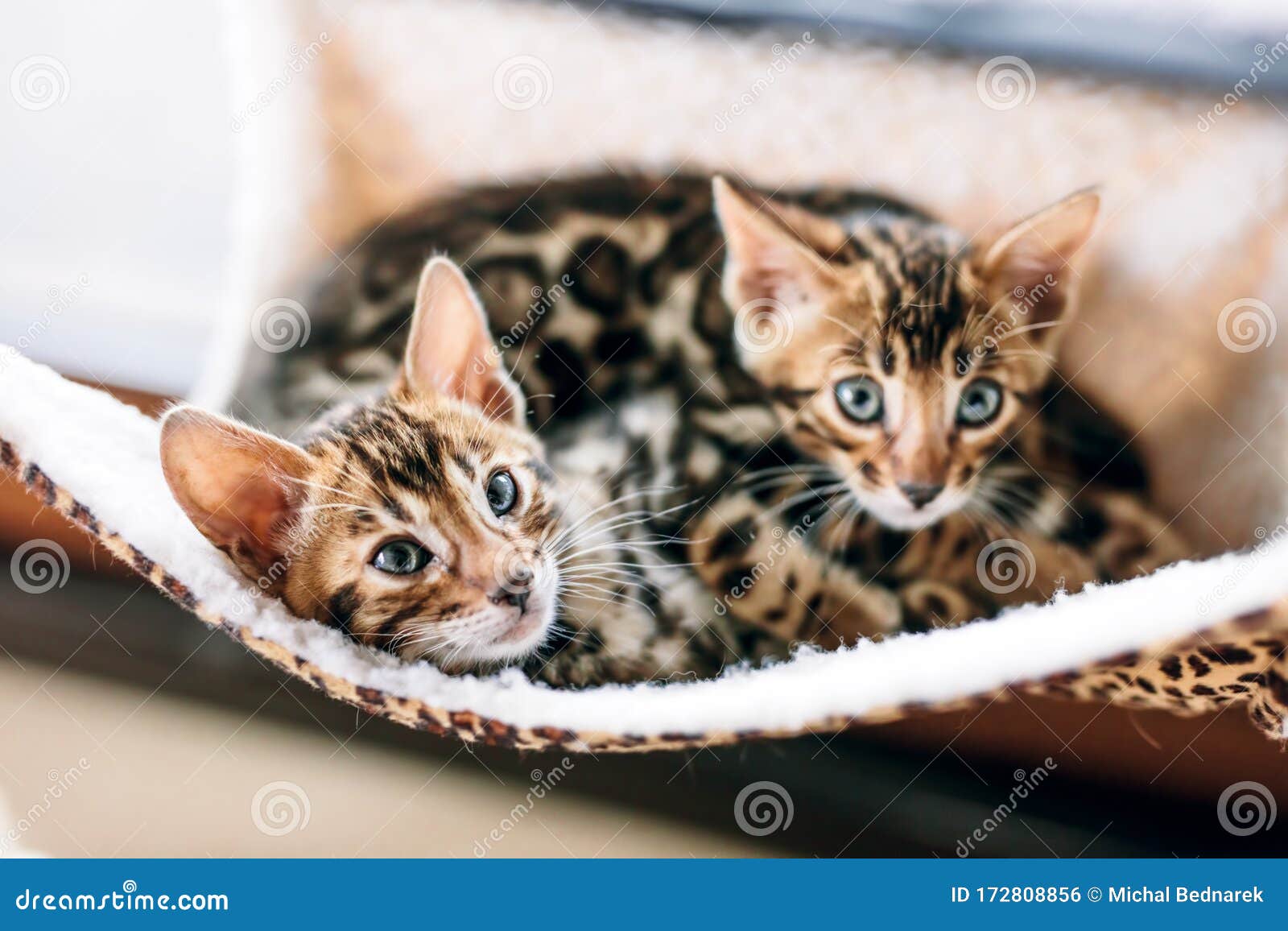 Two Bengal Cats. Mother Cat And Cub Looking Up. Stock Photo ...