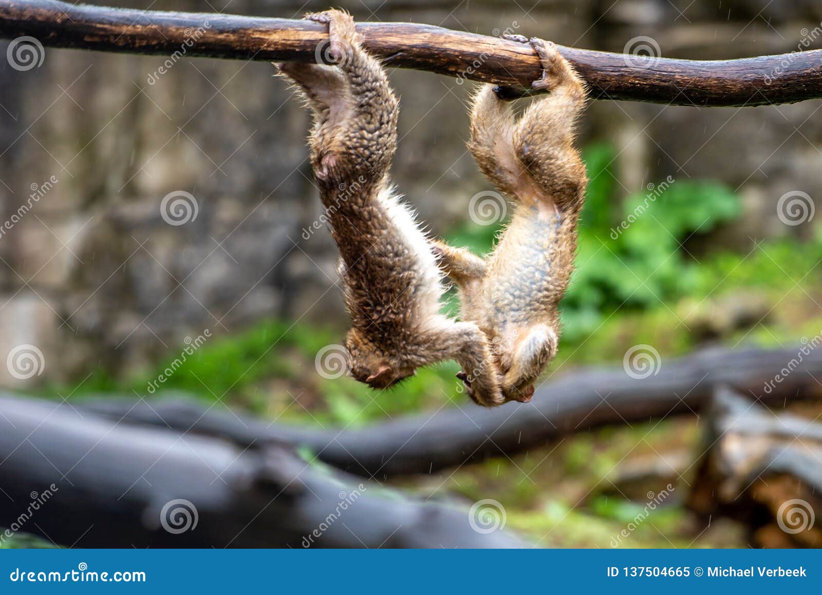 Two Young Berber Monkey Playing Stock Image - Image of gibraltar, grass ...