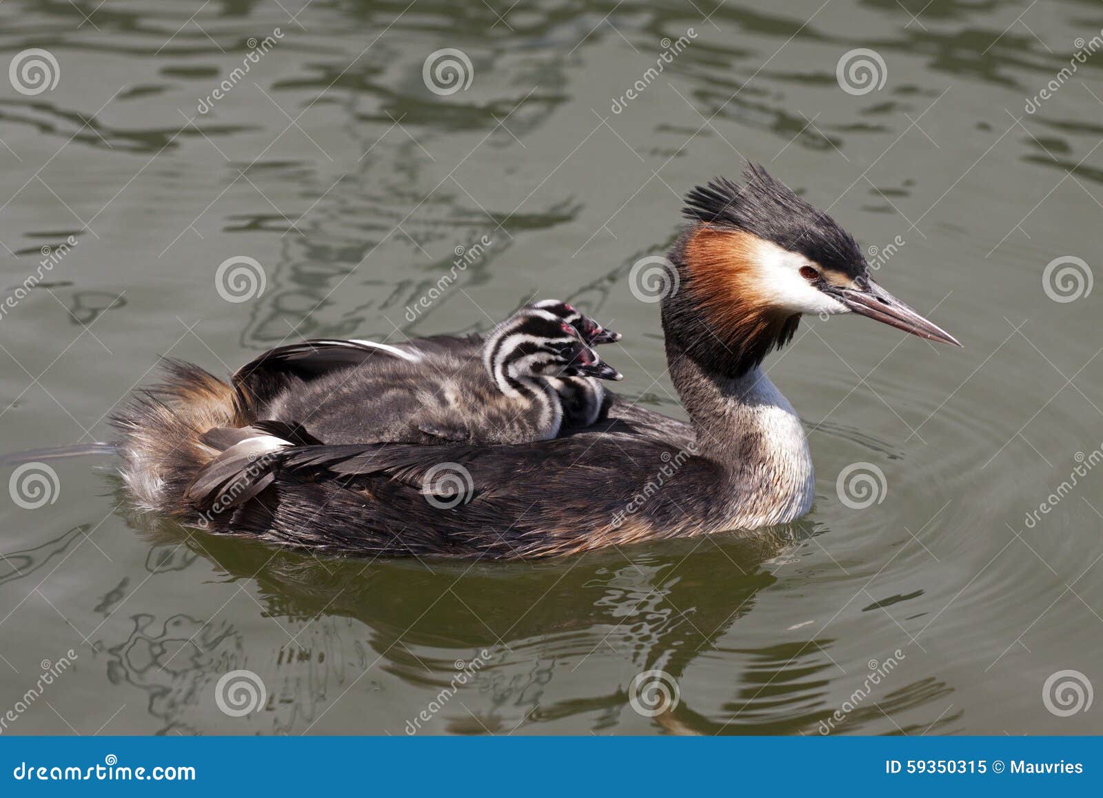 Two Young Birds on His Back. Stock Image - Image of single, grebe: 59350315