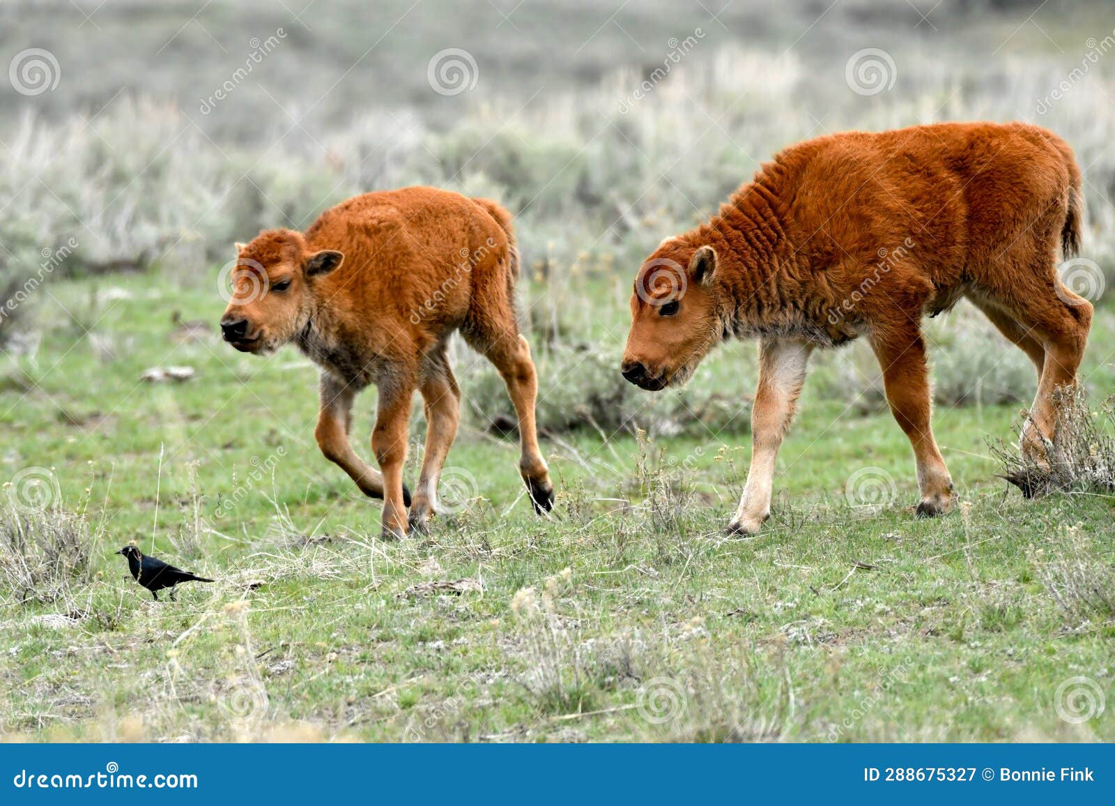 Two Young Bison Playing at Yellowstone National Park Stock Image ...