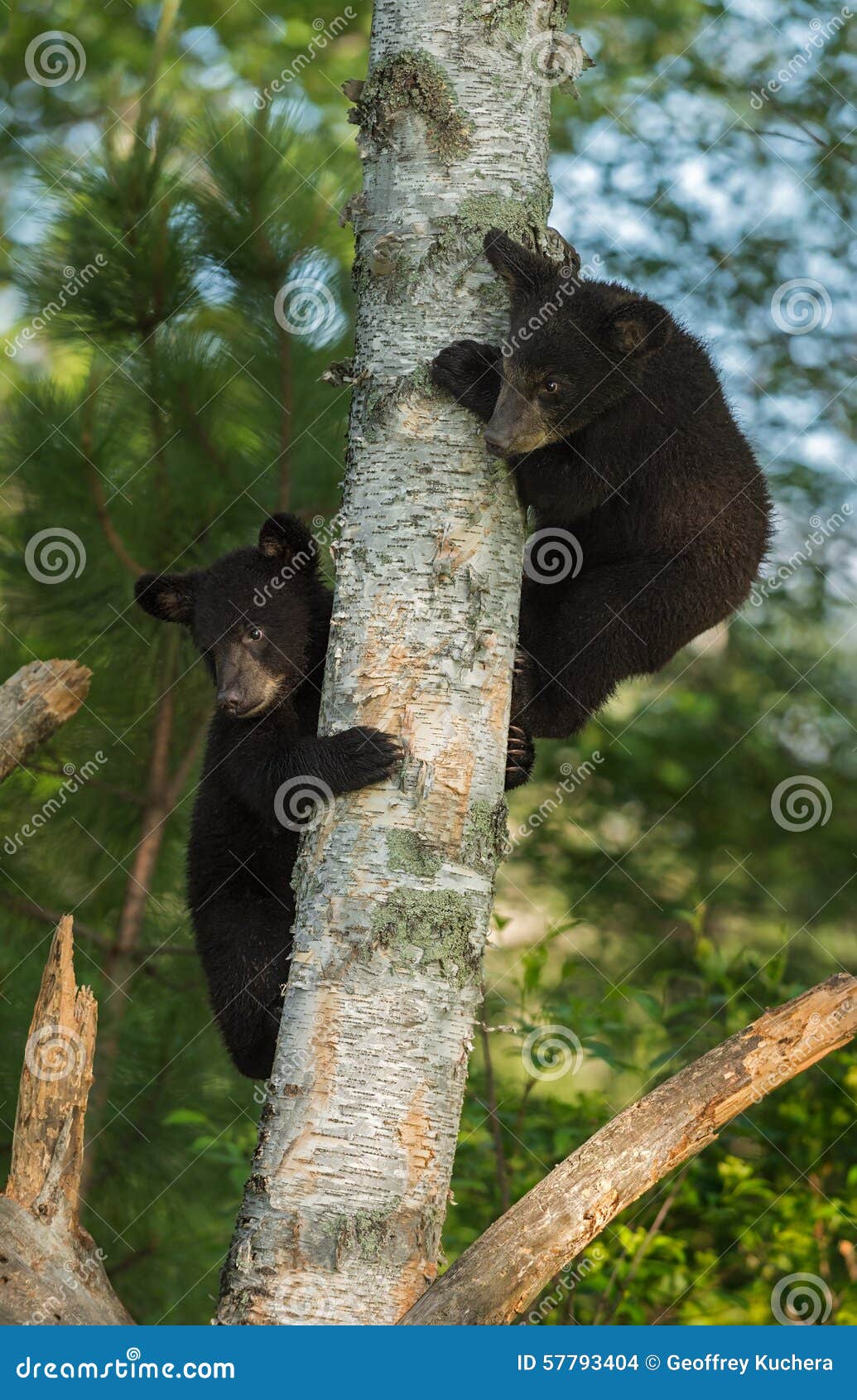 Bears Birch Stock Photos - Free & Royalty-Free Stock Photos from Dreamstime