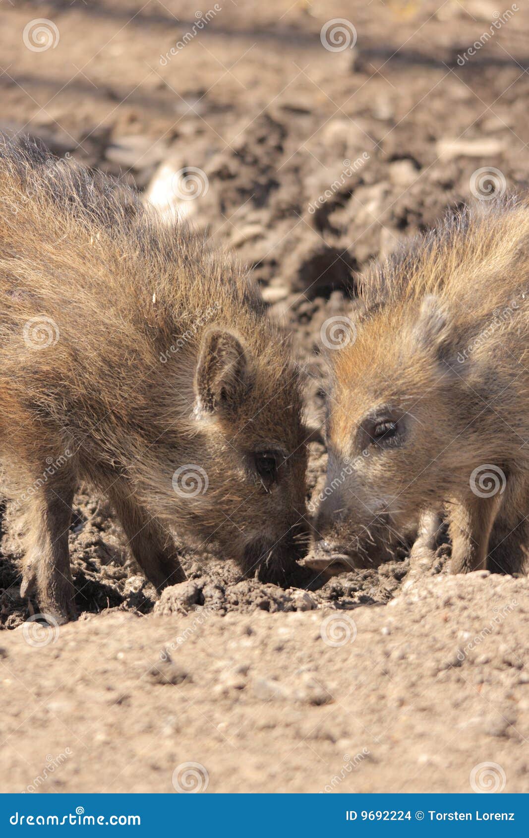 Two young boars stock photo. Image of boar, swine, mammal - 9692224