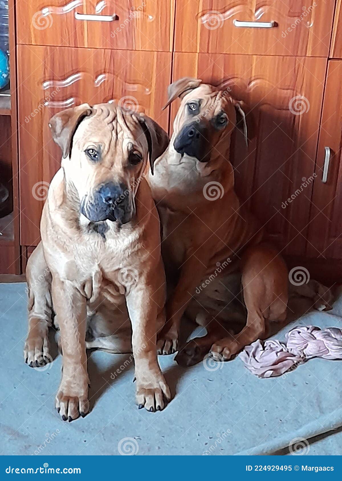 Two Young Boerboel Dogs Sitting in Kitchen Stock Image - Image of ...
