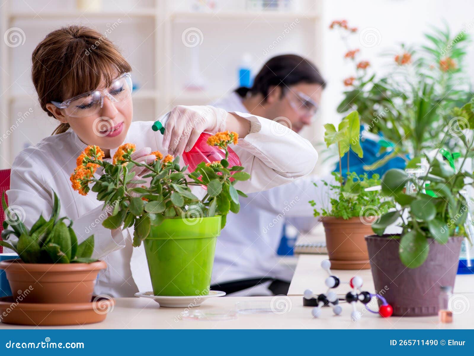 Two Young Botanist Working in the Lab Stock Photo - Image of natural ...