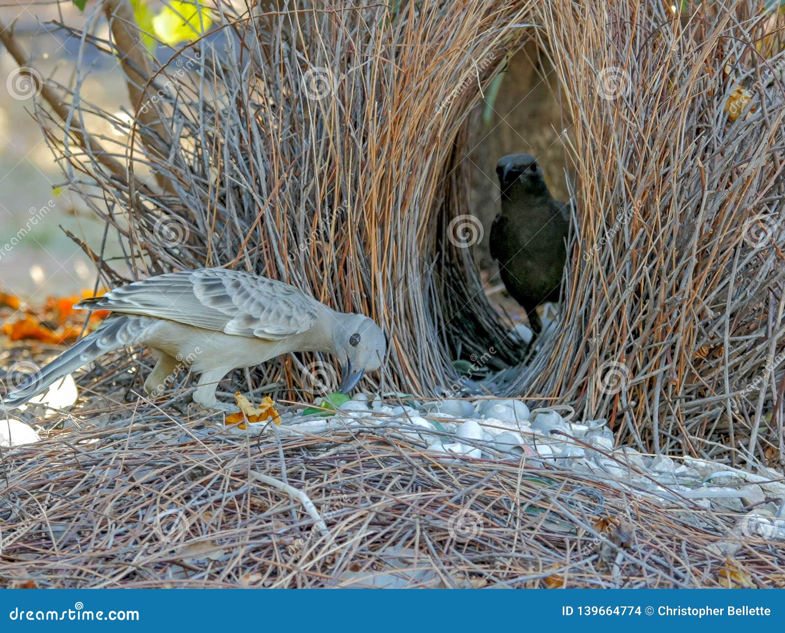 Two Young Bowerbirds Practice at a Bower of Twigs Stock Photo - Image ...