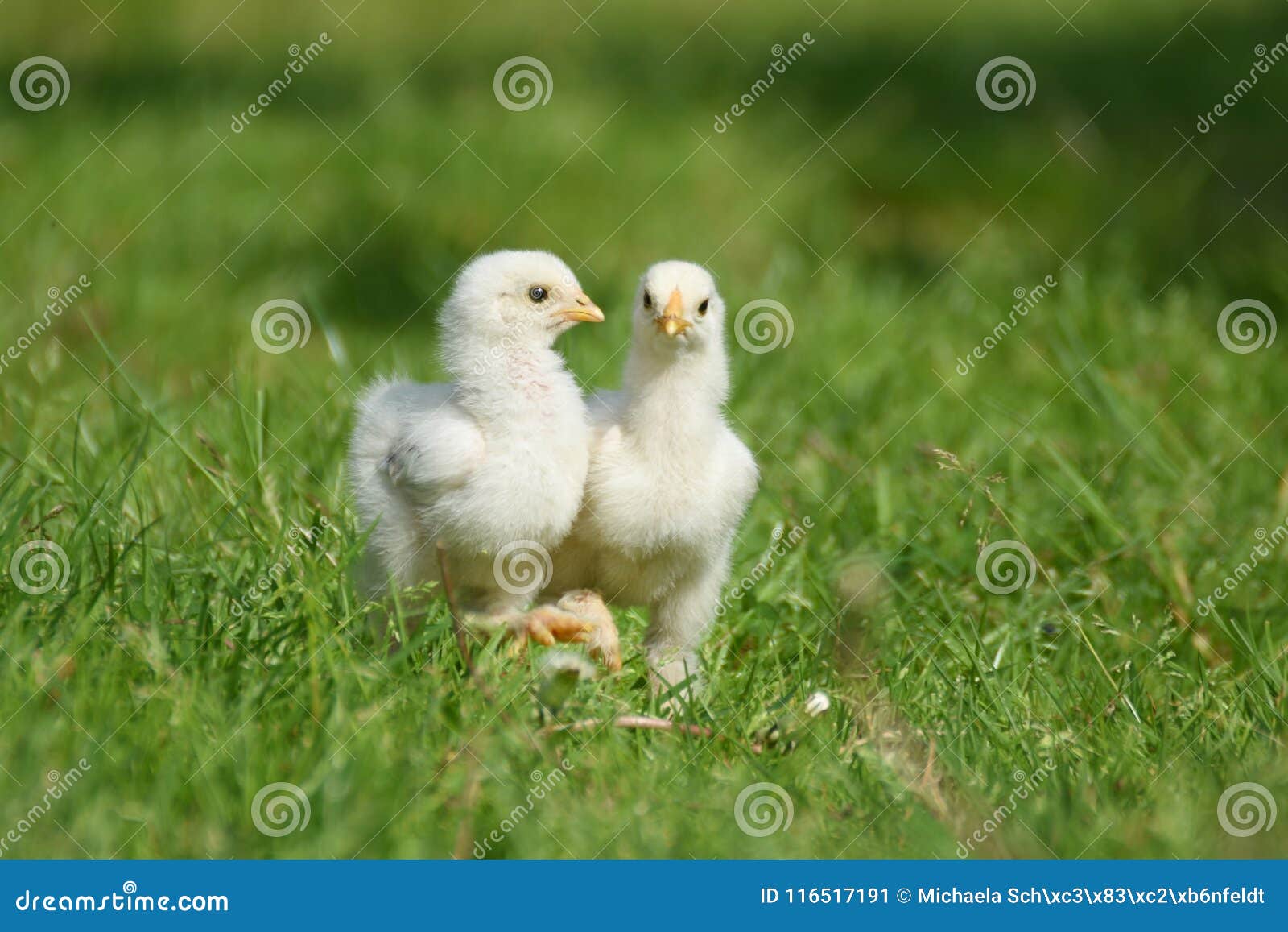 Two young Brahma chick stock image. Image of young, brahma - 116517191