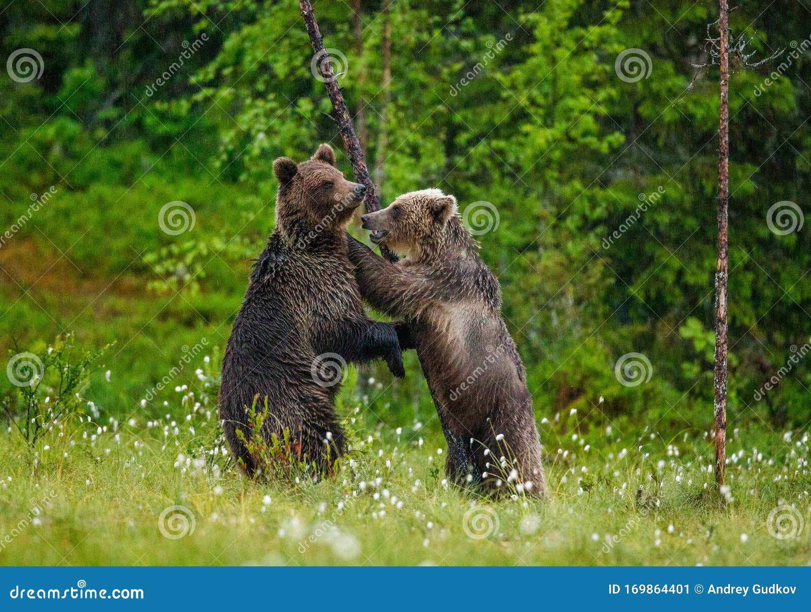 Two Young Brown Bears are Playing in a Forest Clearing with Each Other ...