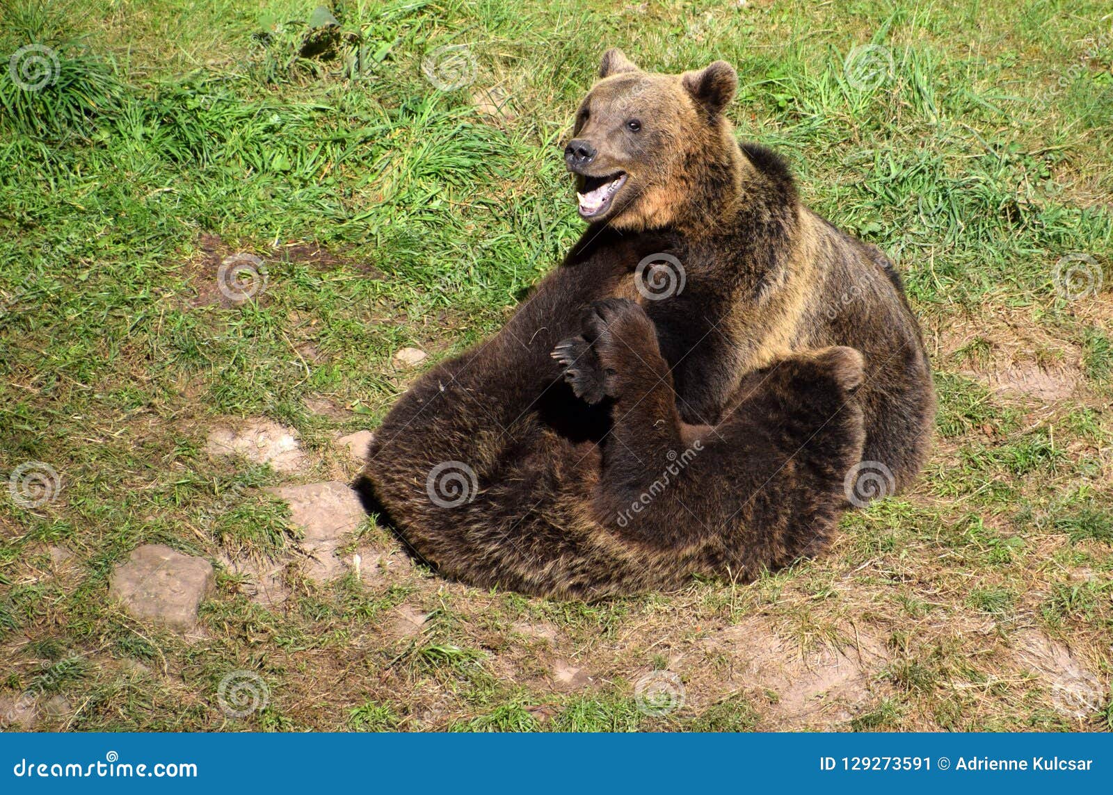 Two Young Brown Bears Playing Stock Image - Image of nature, arctos ...