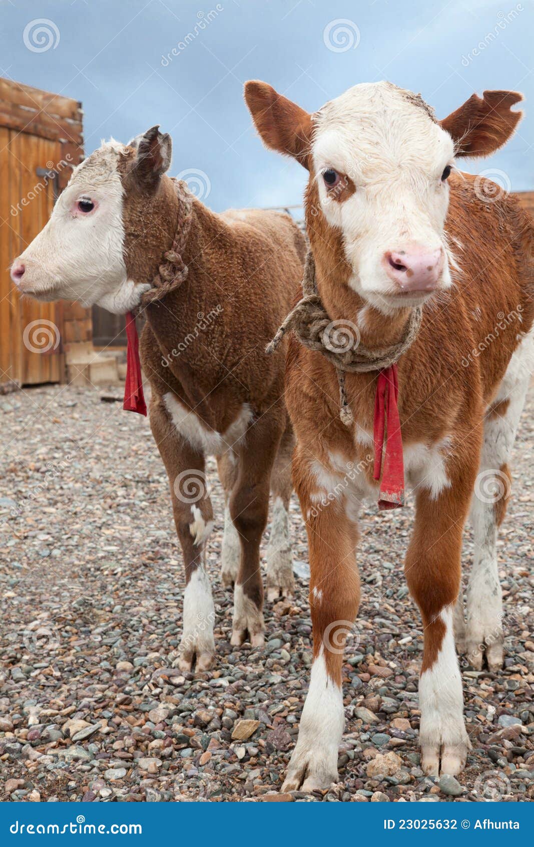Two young bull stock photo. Image of land, agriculture - 23025632