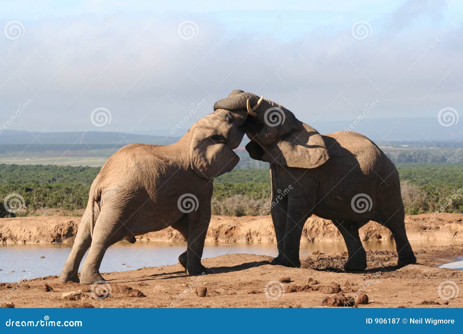 Two young Bull Elephants stock image. Image of south, power - 906187