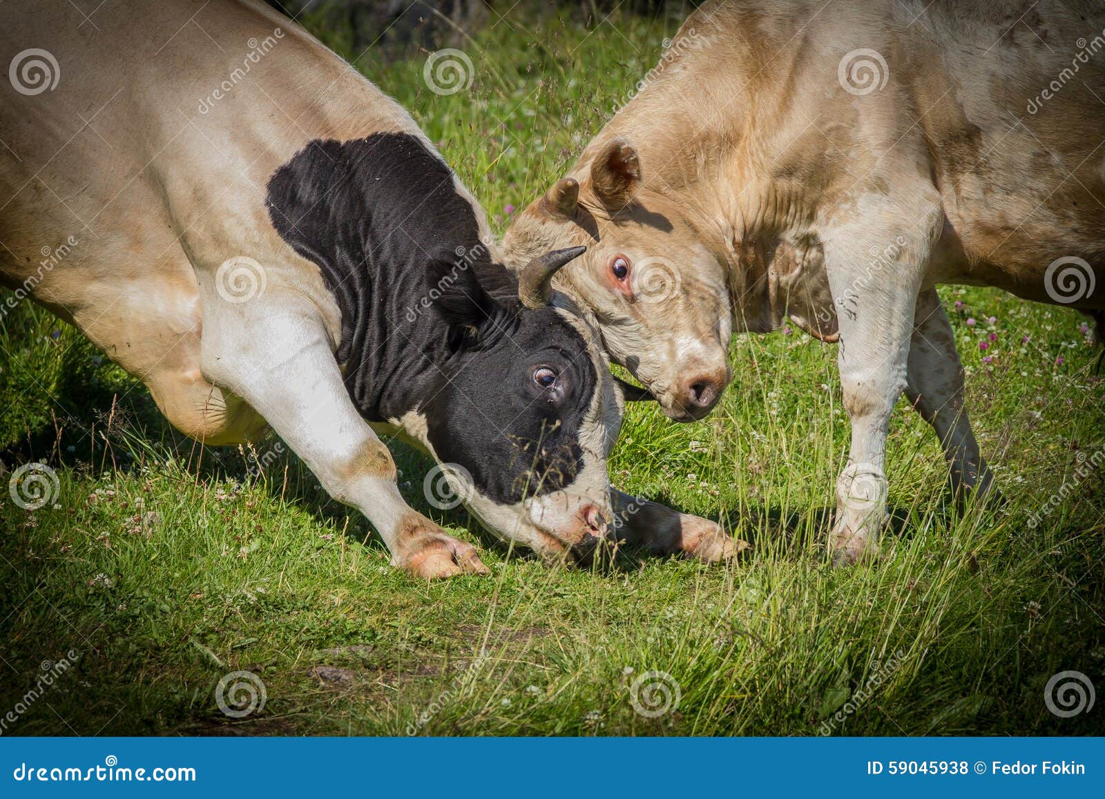 Two young bulls stock photo. Image of meadow, grass, fight - 59045938