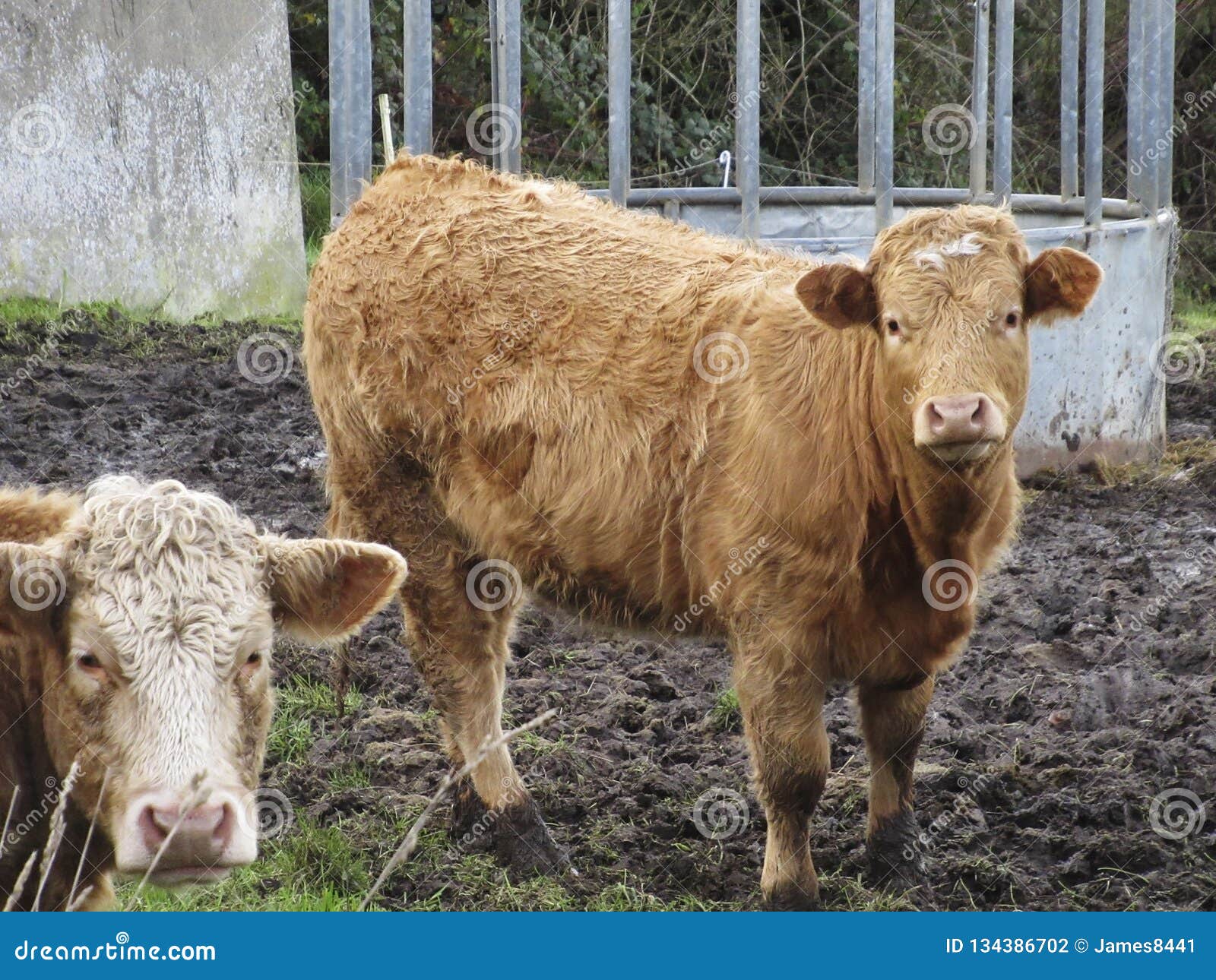 Two young bulls stock photo. Image of white, calf, stall - 134386702