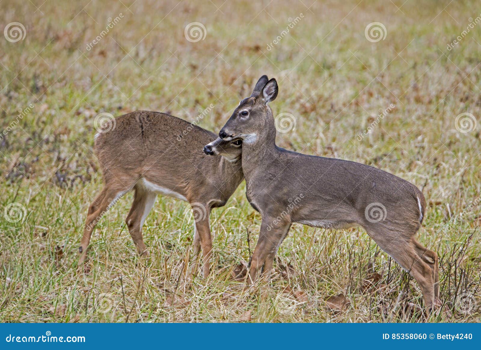 Two Young Button Bucks Playing Together. Stock Photo - Image of hoofed ...