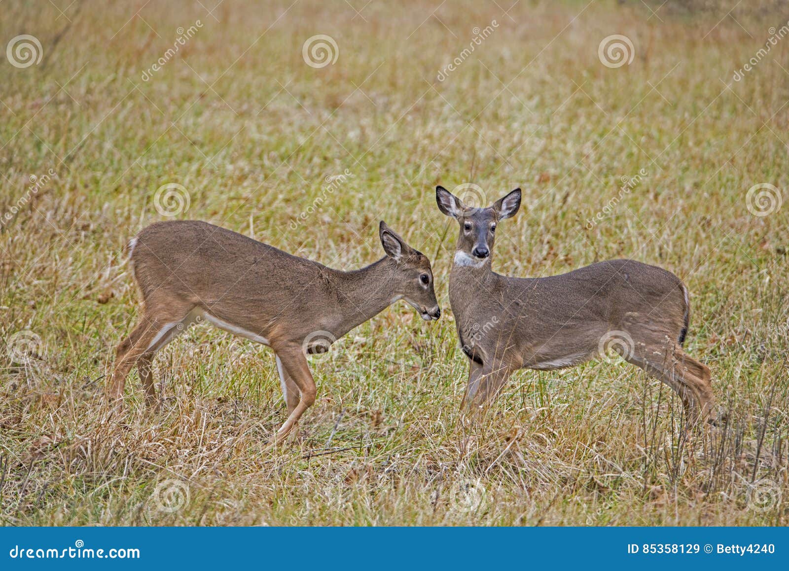 Two Young Button Bucks Playing Together. Stock Image - Image of head ...