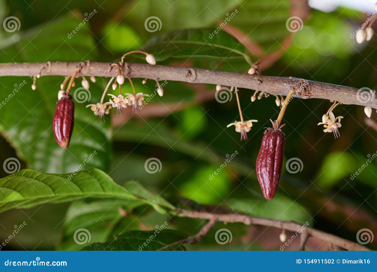 Cacao Pods Cocoa Pods Organic Chocolate Farm In The Factory Royalty ...