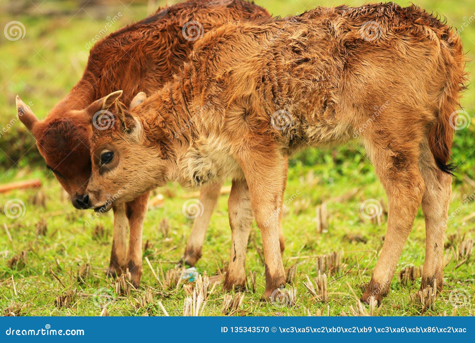 Two Young Calves Playing on the Grass Stock Photo - Image of asia ...