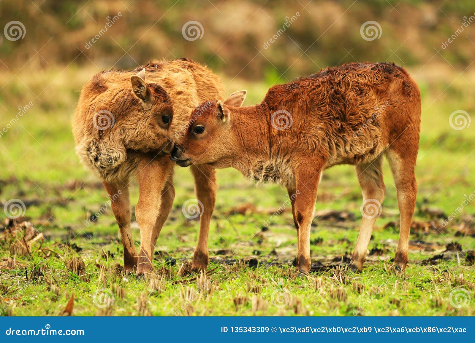 Two Young Calves Playing on the Grass Stock Image - Image of grassland ...