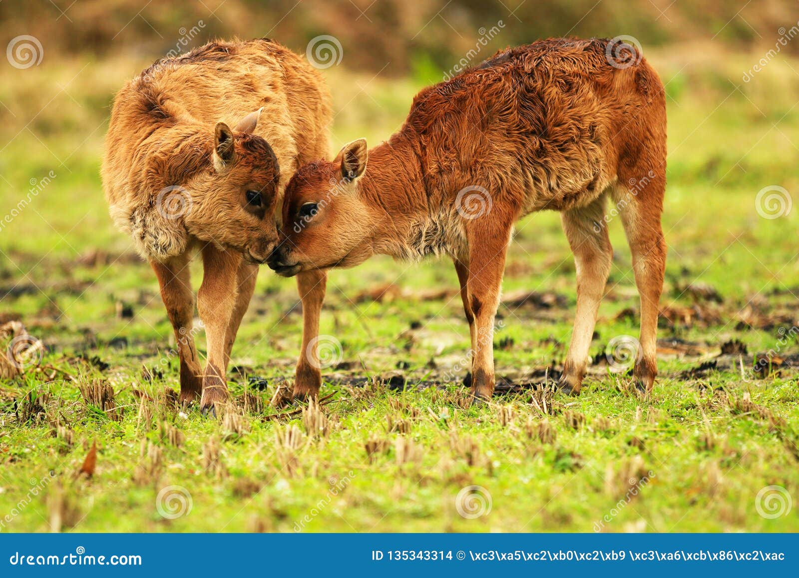 Two Young Calves Playing on the Grass Stock Photo - Image of cows ...