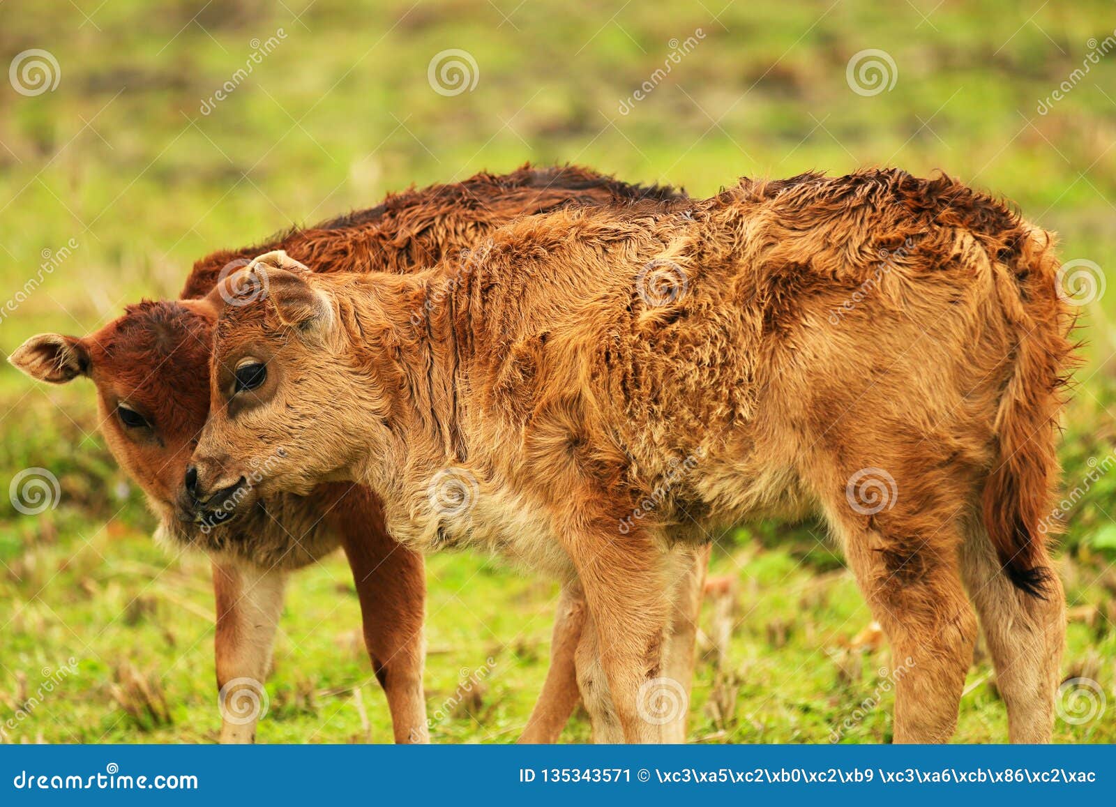 Two Young Calves Playing on the Grass Stock Image - Image of head, asia ...