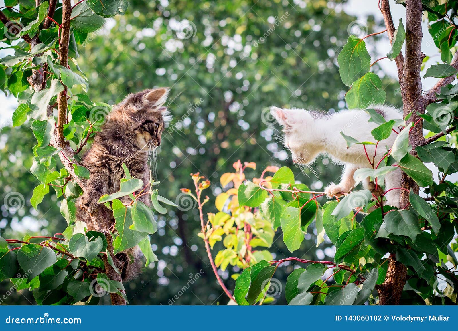 Two Young Cats Climbed High on the Tree_ Stock Photo - Image of face ...