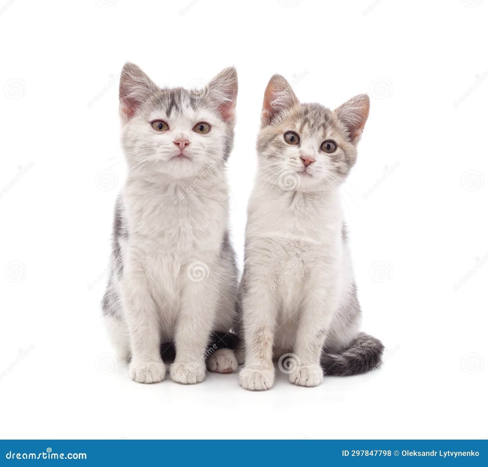 Two young cats stock photo. Image of camera, baby, closeup - 297847798
