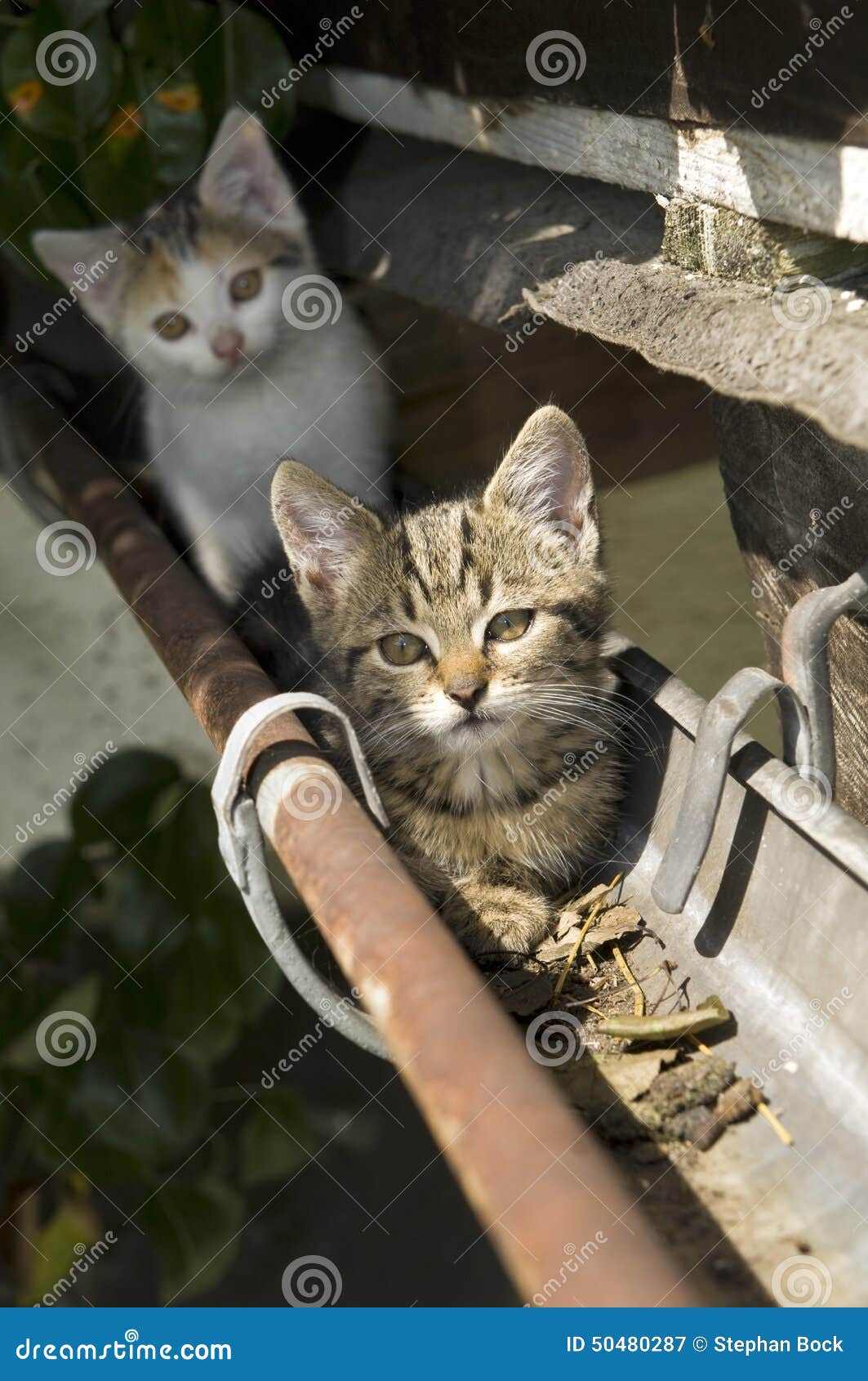 Two Young Cats in Roof Gutter, Close Up Stock Image - Image of close ...