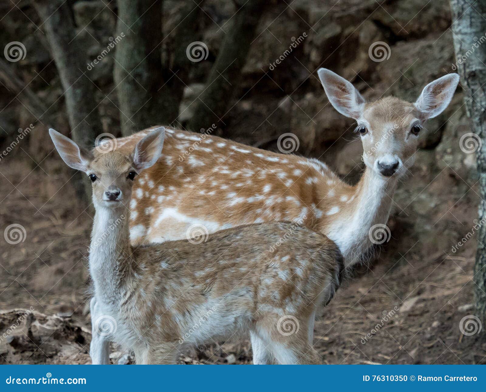 Two young Cervus dama deer stock photo. Image of fallow - 76310350