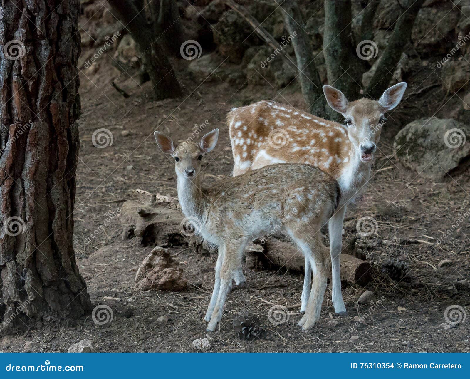 Two young Cervus dama deer stock photo. Image of herbivore - 76310354