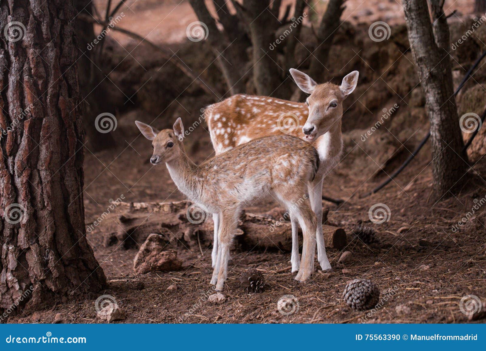 Two Young Cervus Dama Deers Stock Photo - Image of graceful, natural ...