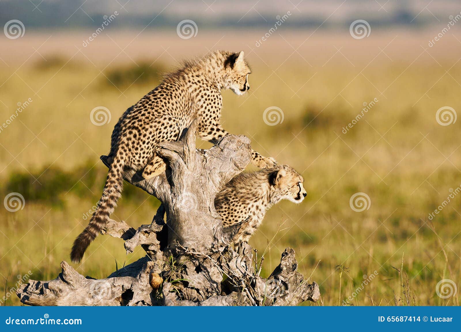 Two young cheetahs stock photo. Image of nature, fast - 65687414
