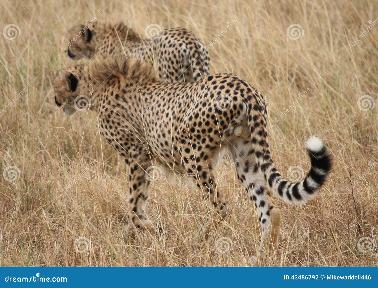 Two young cheetahs stock photo. Image of cheetah, safari - 43486792