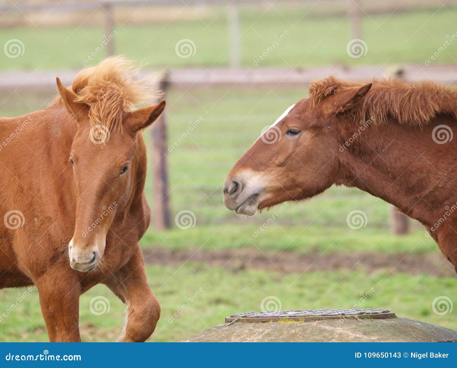 Young Horse Behavior stock image. Image of equine, meadow - 109650143