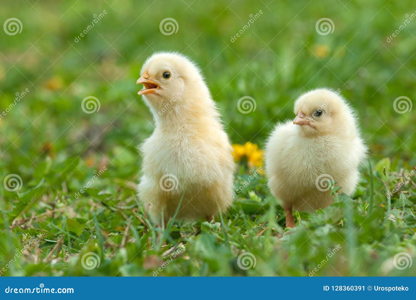 Two young chickens stock image. Image of fluffy, newborn - 128360391